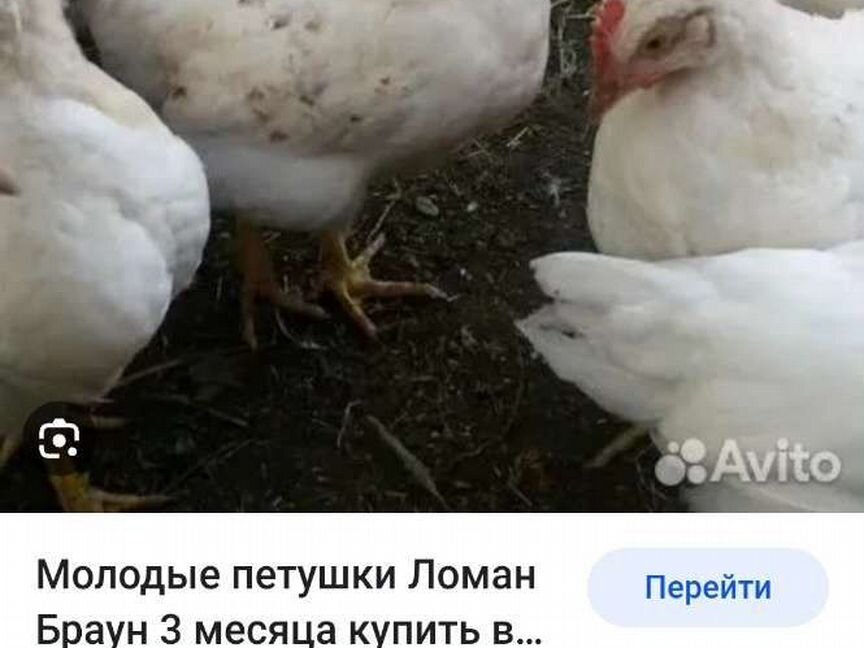 Петушки