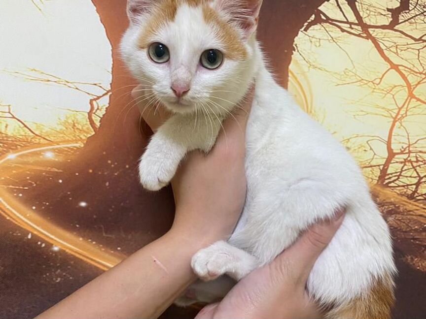Котик