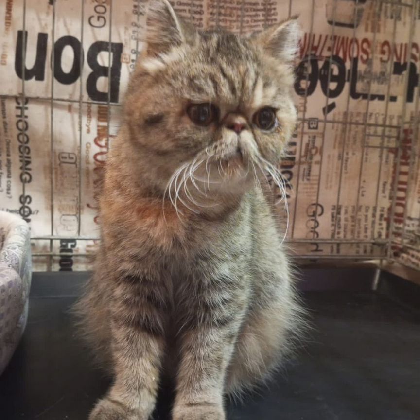 Экзот кошка
