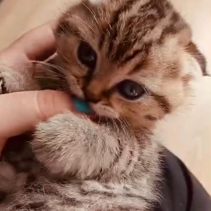 Шотландский тигренок