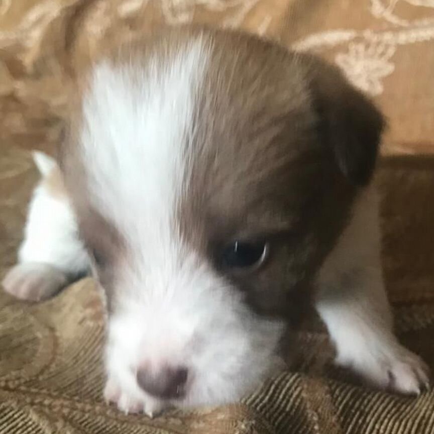 Щенок малышок в добрые руки