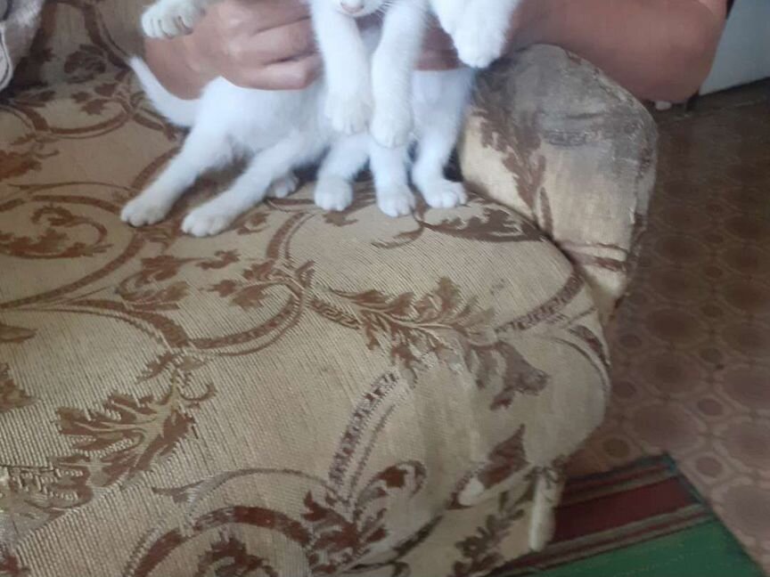 Отдам даром бесплатно