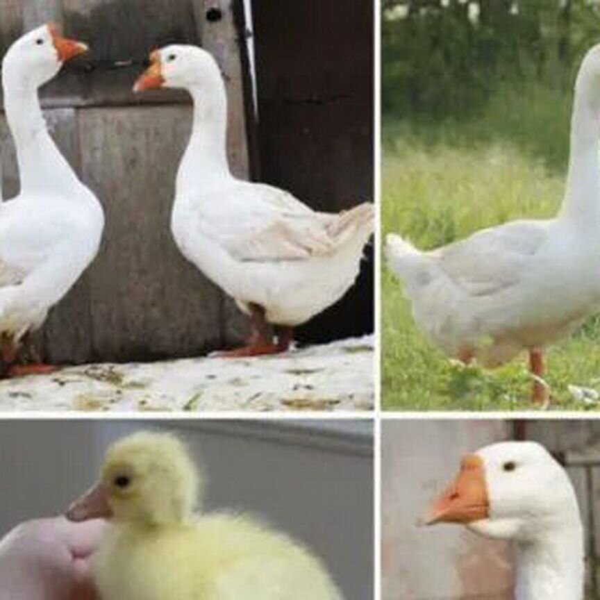 Продам гусят породы Линда