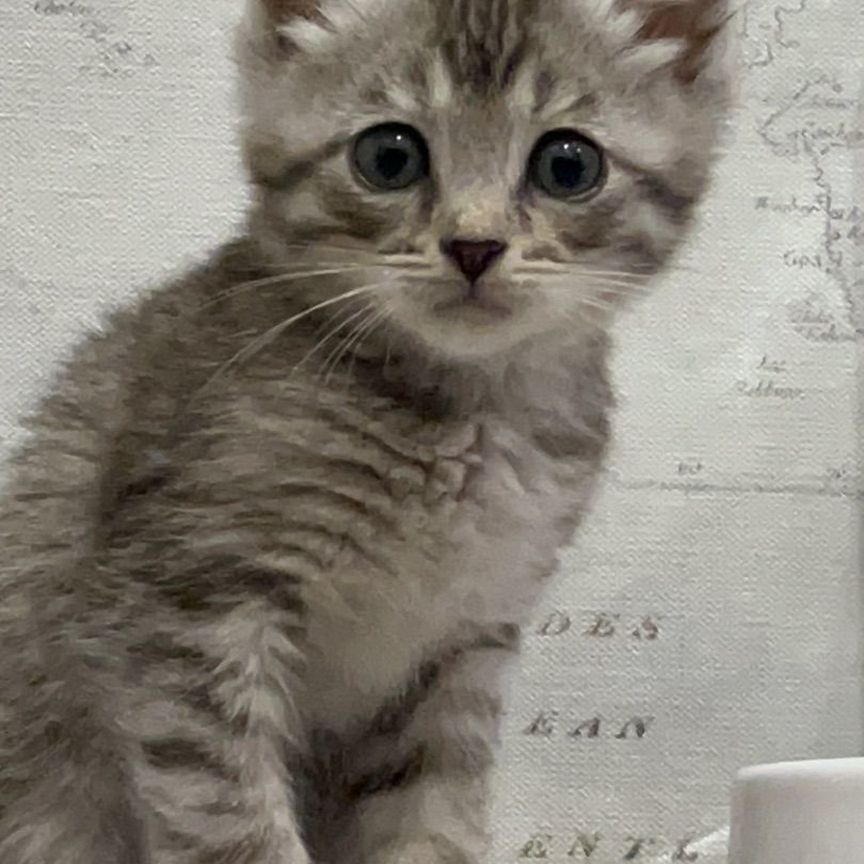 Котенок мальчик серый
