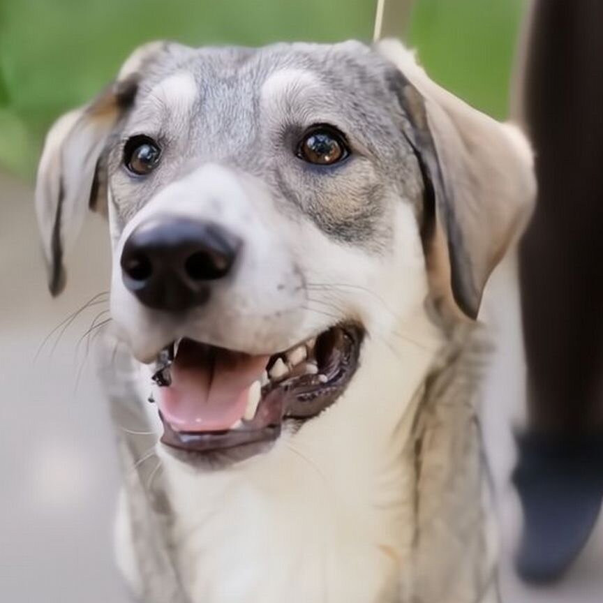 Взрослая собака в добрые руки