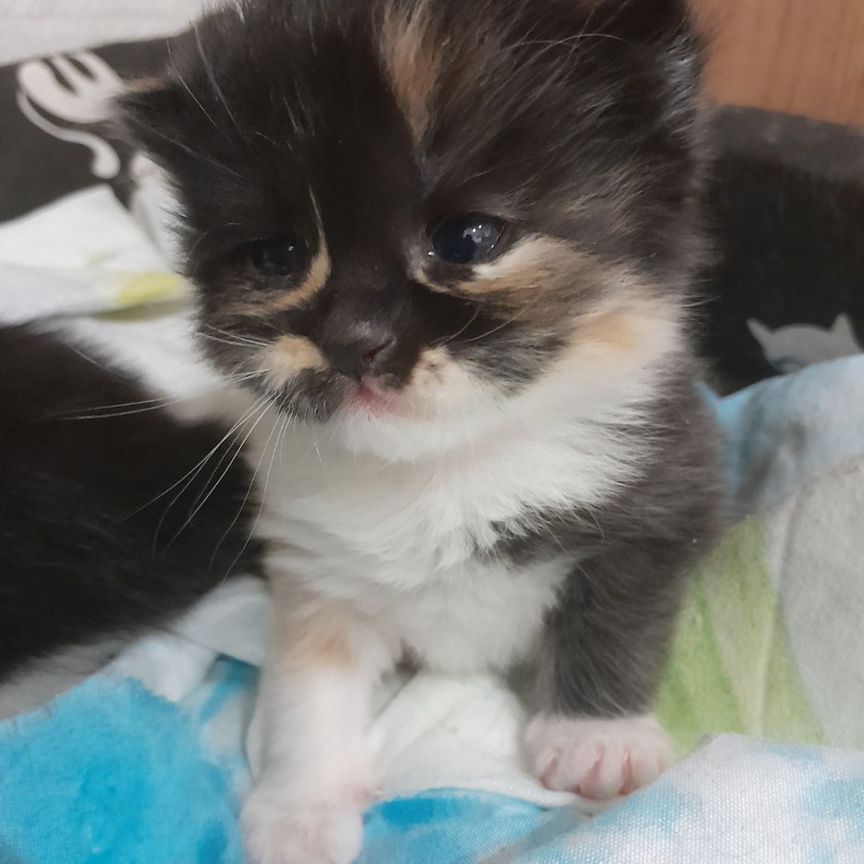 Котята в добрые руки бесплатно