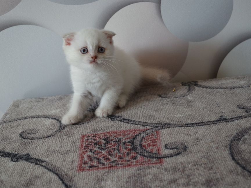 Вислоушки