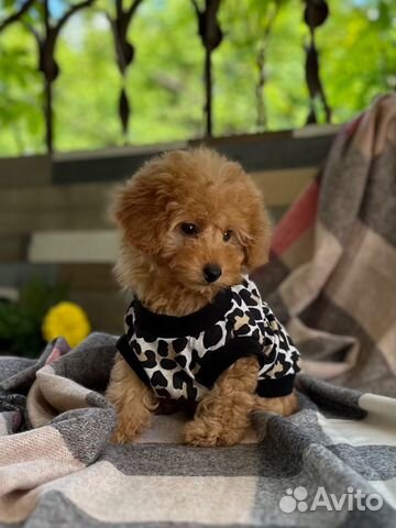 Мальтипу f2 мини девочка