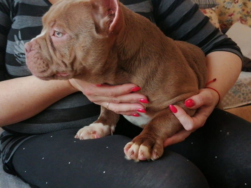 Ам булли мини кроха Подмосковье