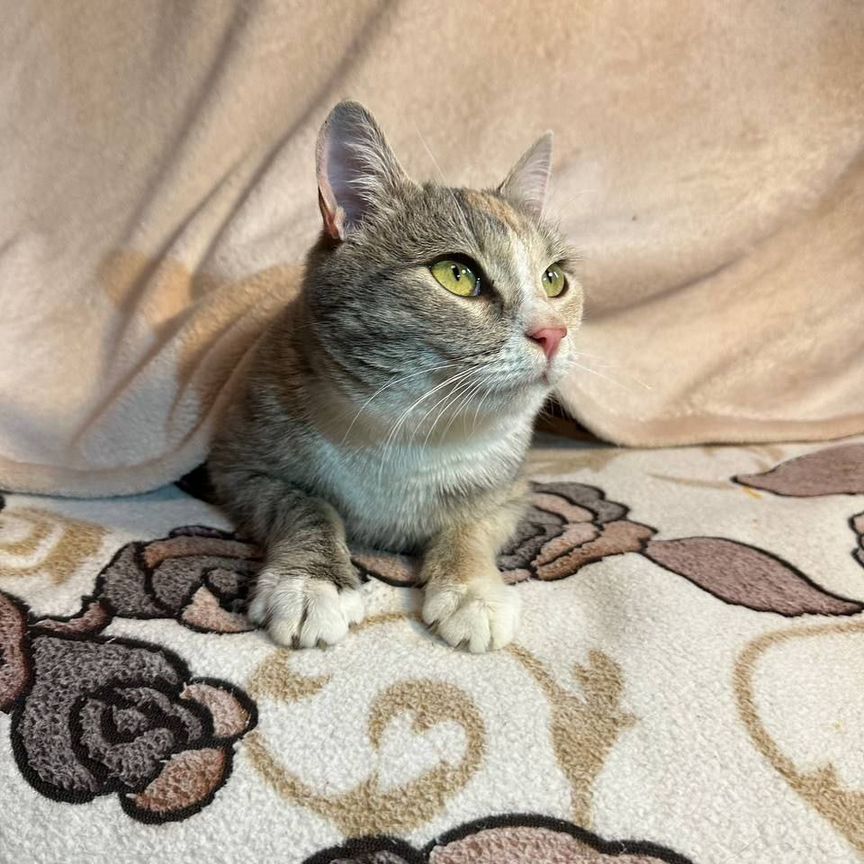 Кошки в добрые руки