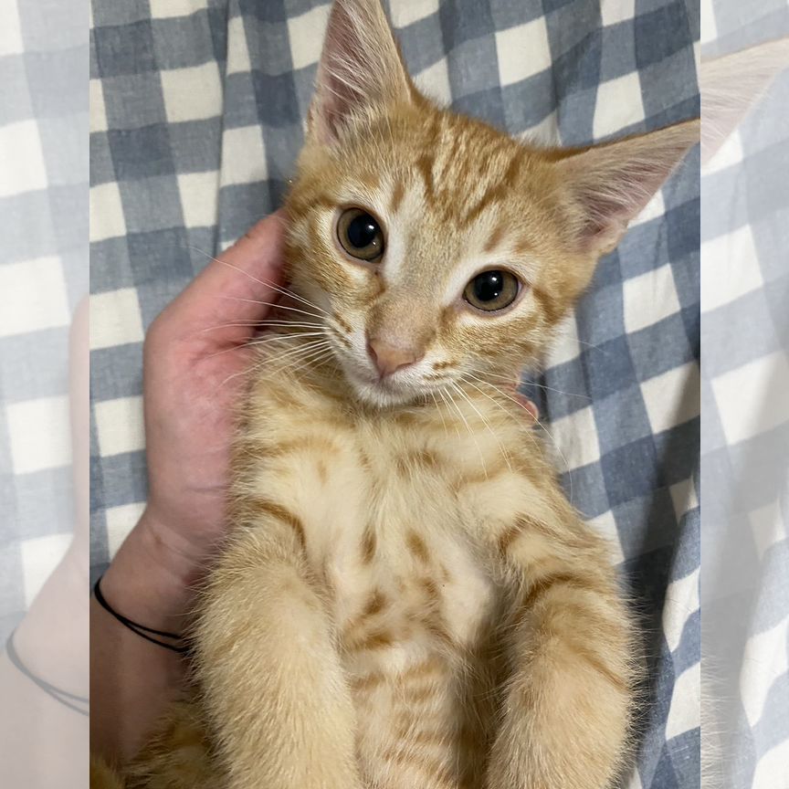 Котёнок в добрые руки