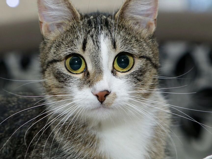 Кошка