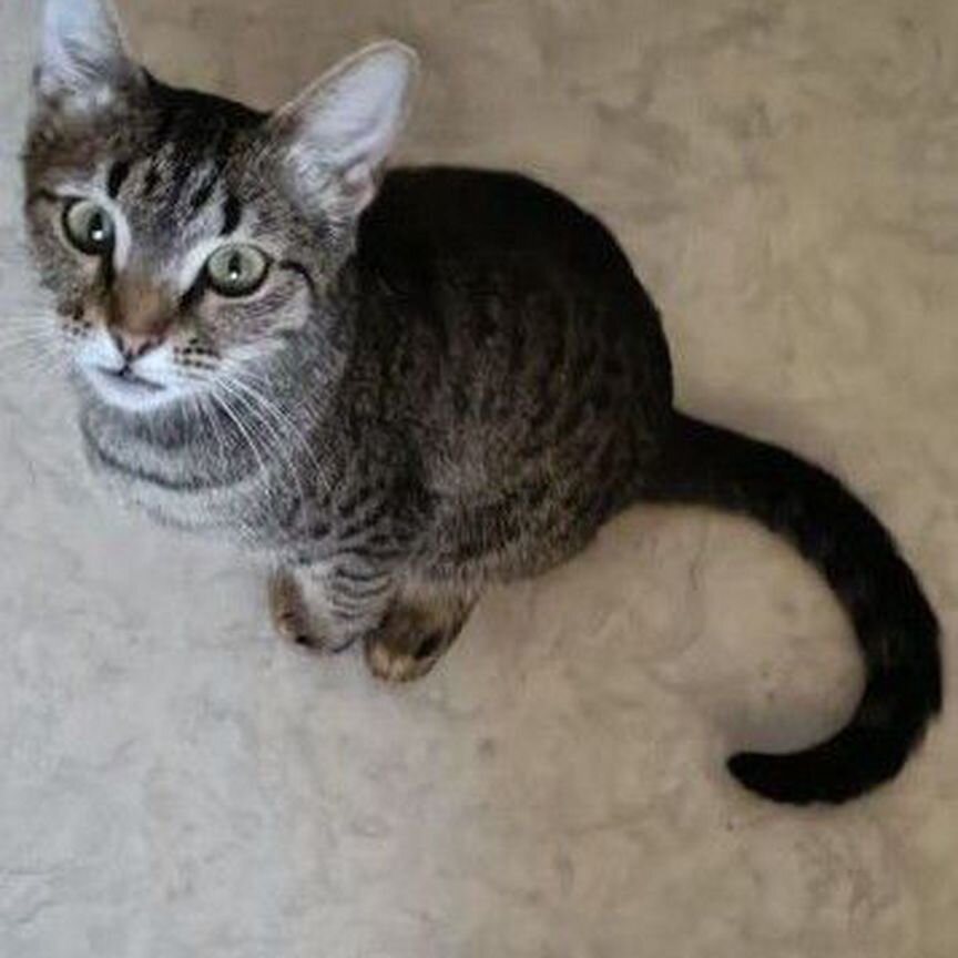 Кошка