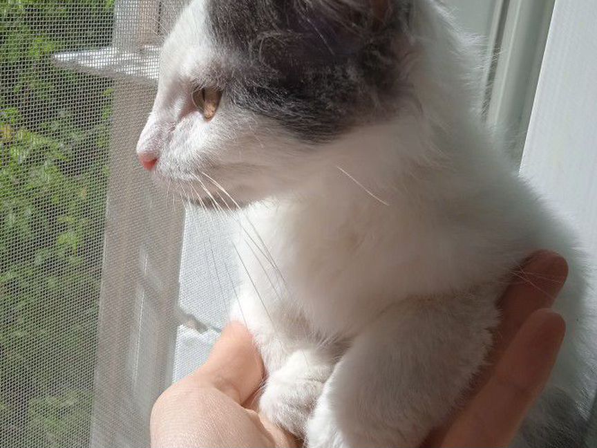 Котёнок, спасённый из подвала в поисках дома