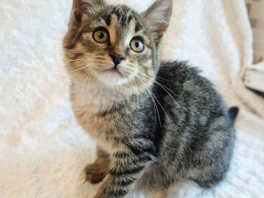 Котёнок девочка а добрые руки