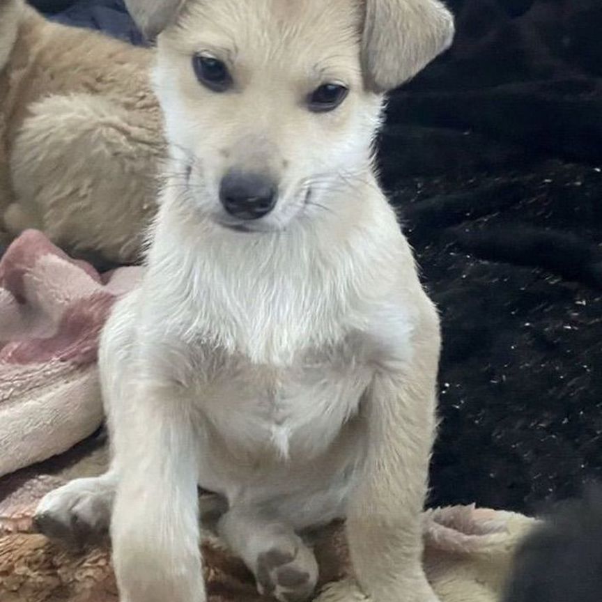 Улыбающаяся собачка