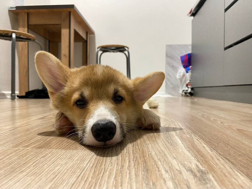 Вельштерьер корги