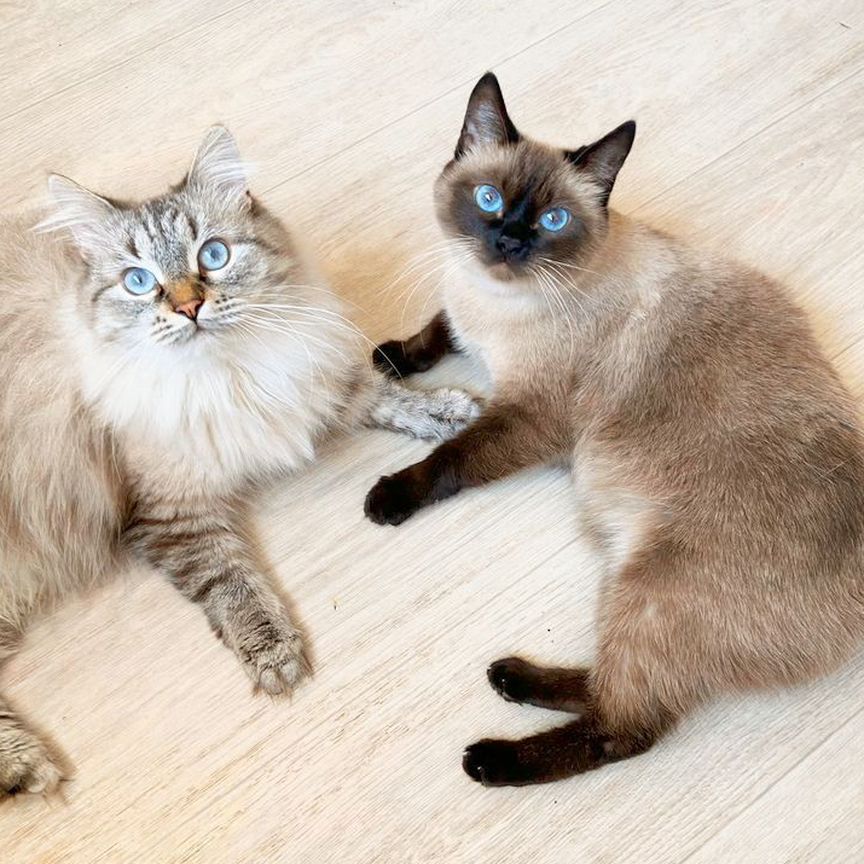 Отдам кота и кошку