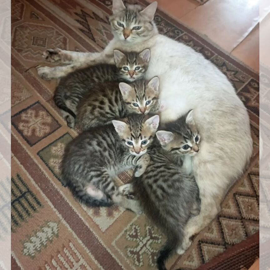 Котёнок в добрые руки