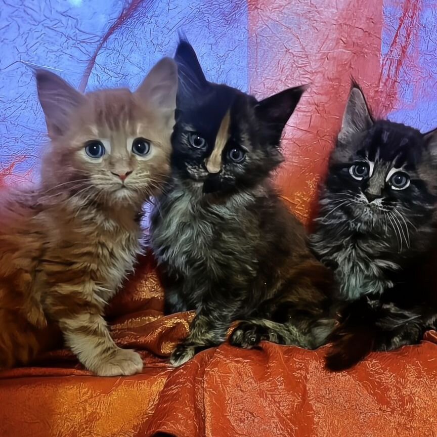 Мейн-кун котёнок