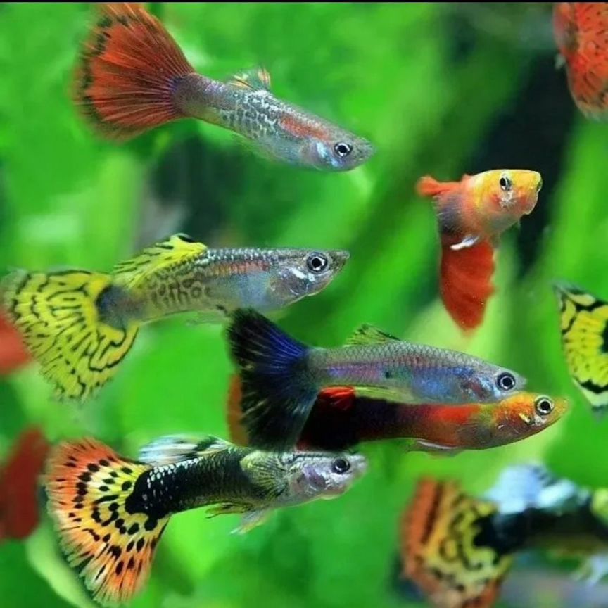 Рыба гуппи