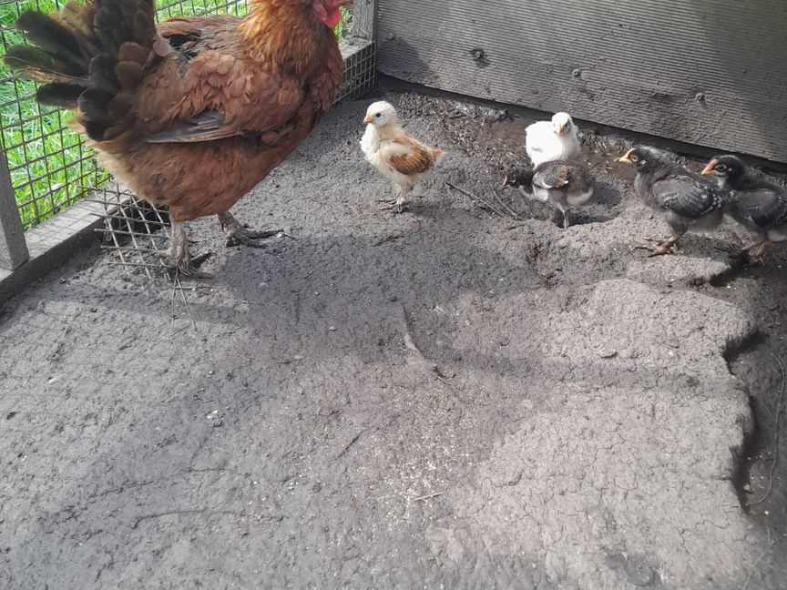 Квочка с цыплятами