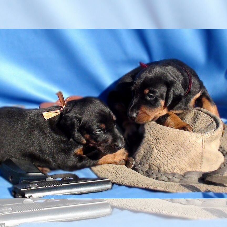 Щенки Добермана Мощь и грация