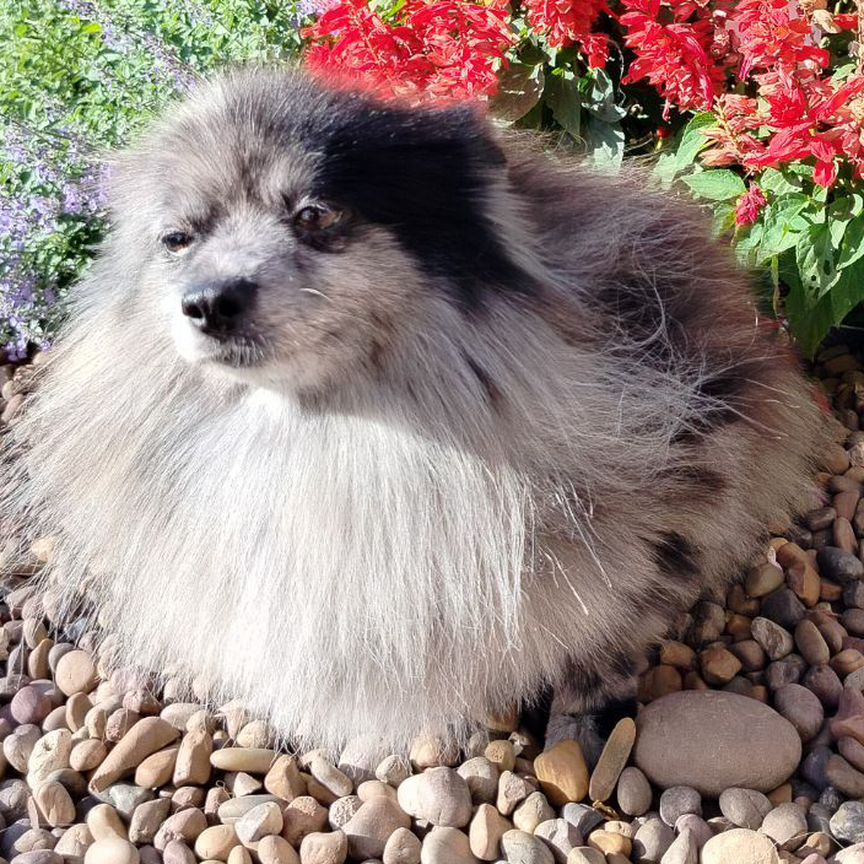 Померанский шпиц