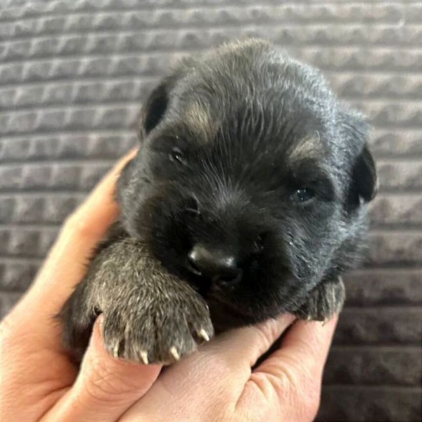 Восточно европейская овчарка