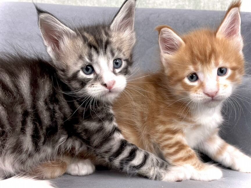 Сладкие булочки