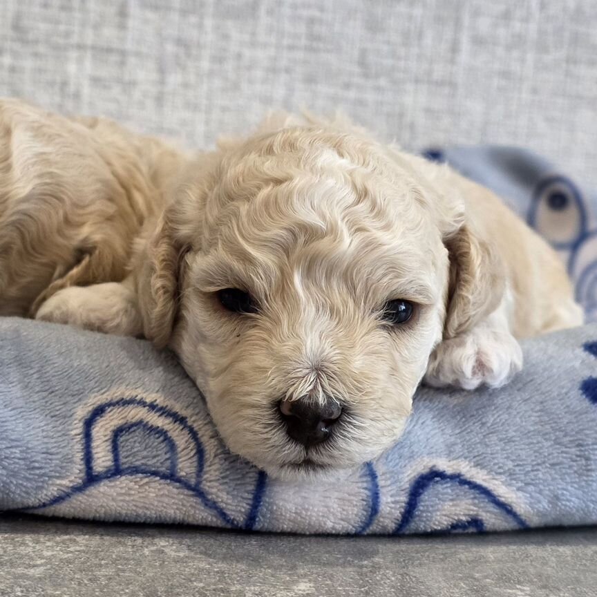 Мальтипу, щенок