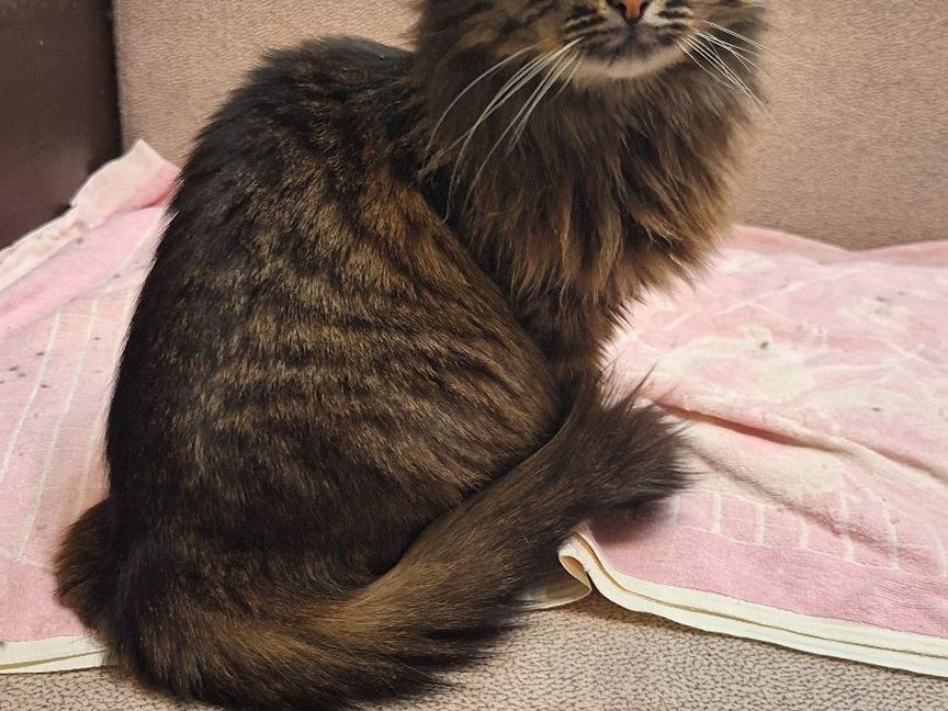 Кошечка Нюся