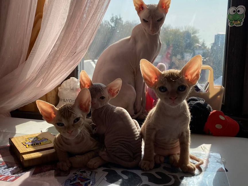 Донской сфинкс Уфа