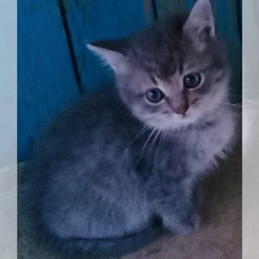 Котенок иищт дом. Умный, общительный, любопытный