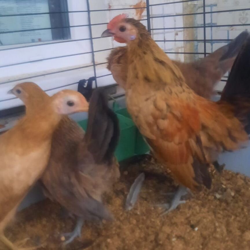 Куры бентамки (королёк)