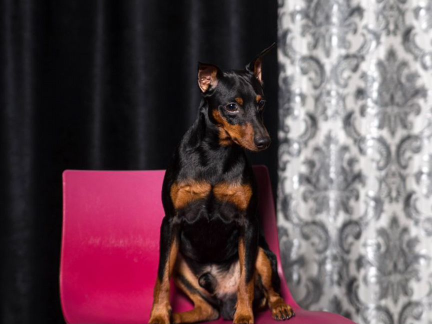 Вязка цвергпинчер/щенки ранее бронирование