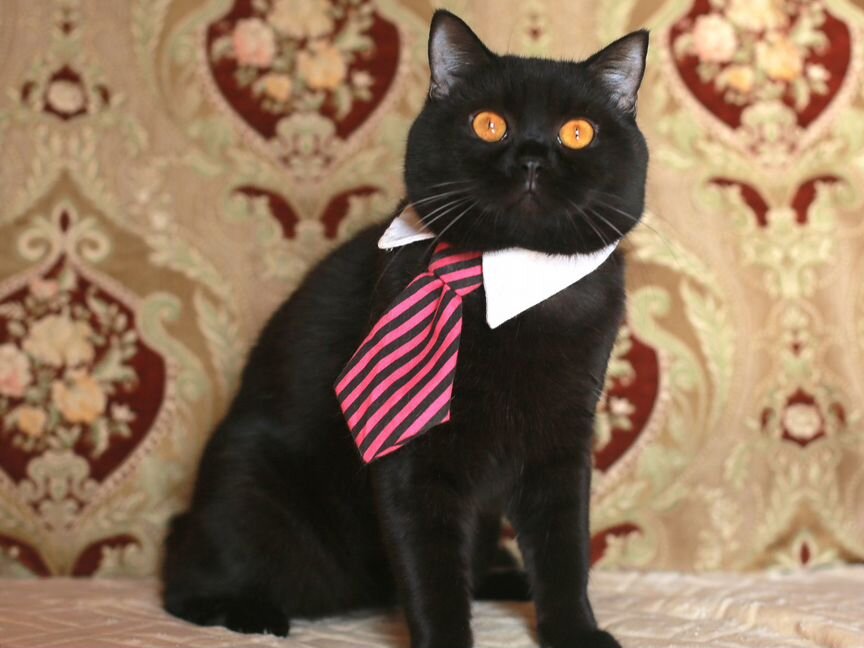 Черный британский мальчик