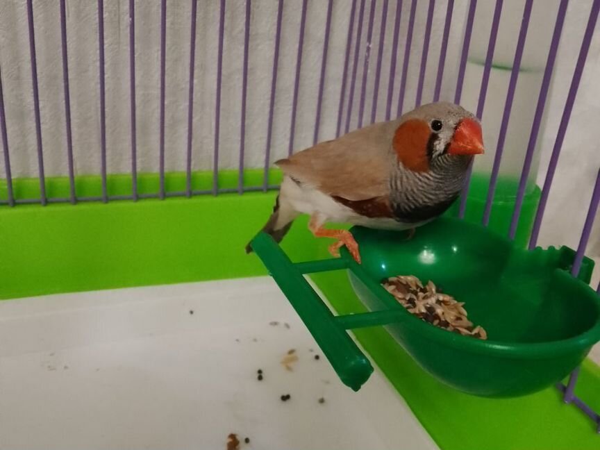 Амадина мальчик