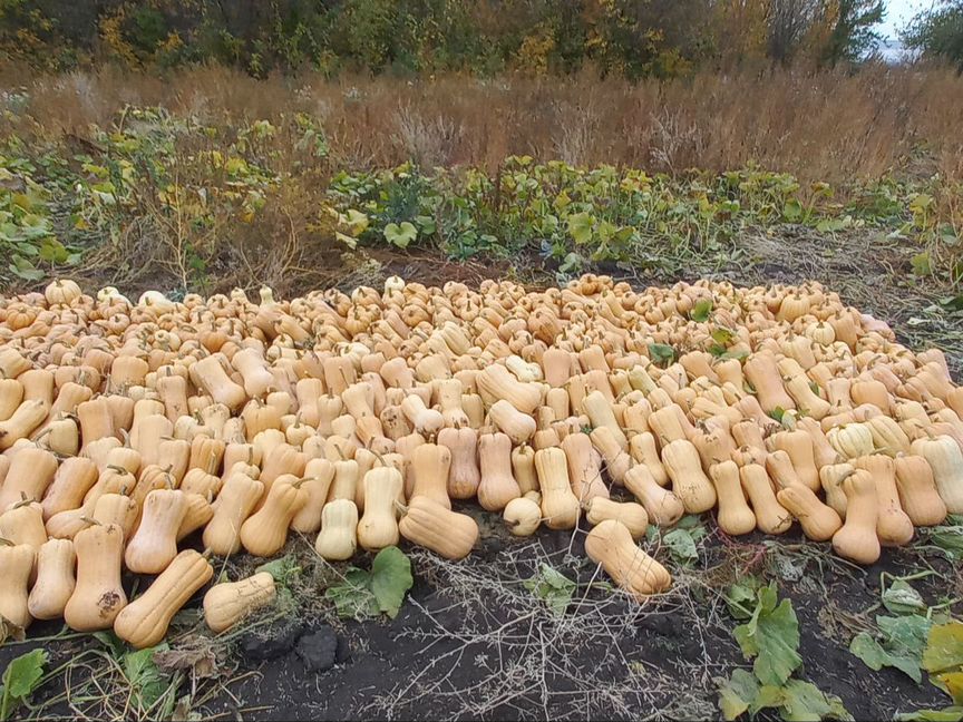 Тыква матильда на корм