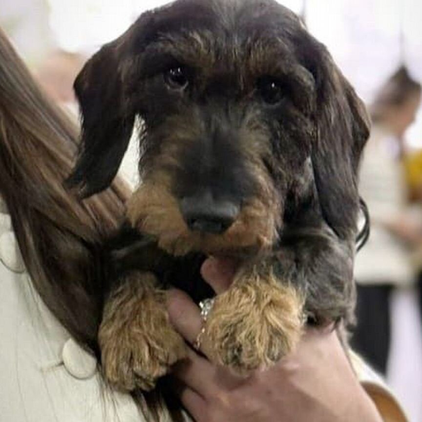 Такса на вязку