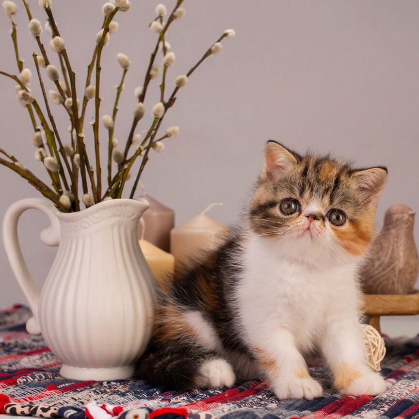 Экзотический котенок