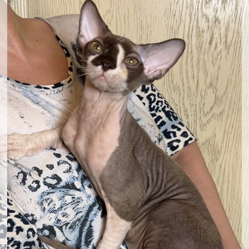 Девон-рекс котёнок