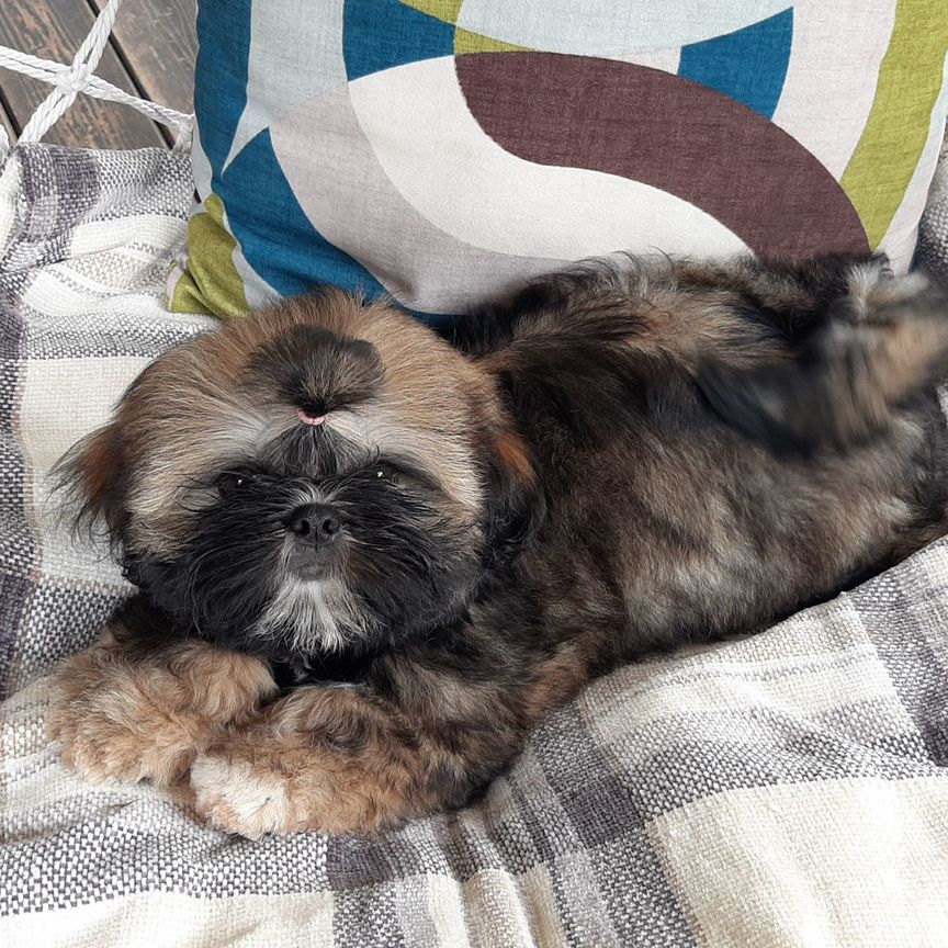 Щенки Ши тцу