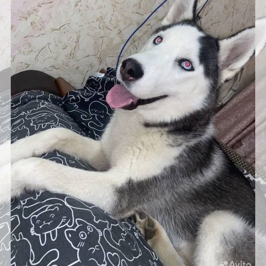 Сибирский хаски