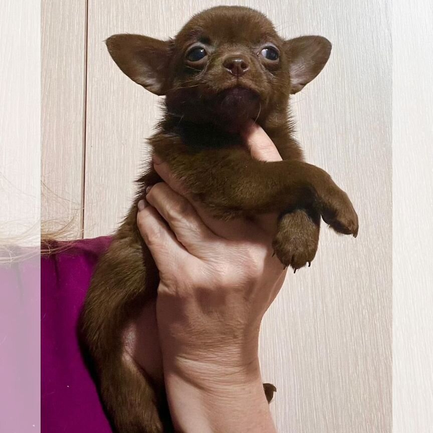 Щенки чихуахуа мини. Девушки