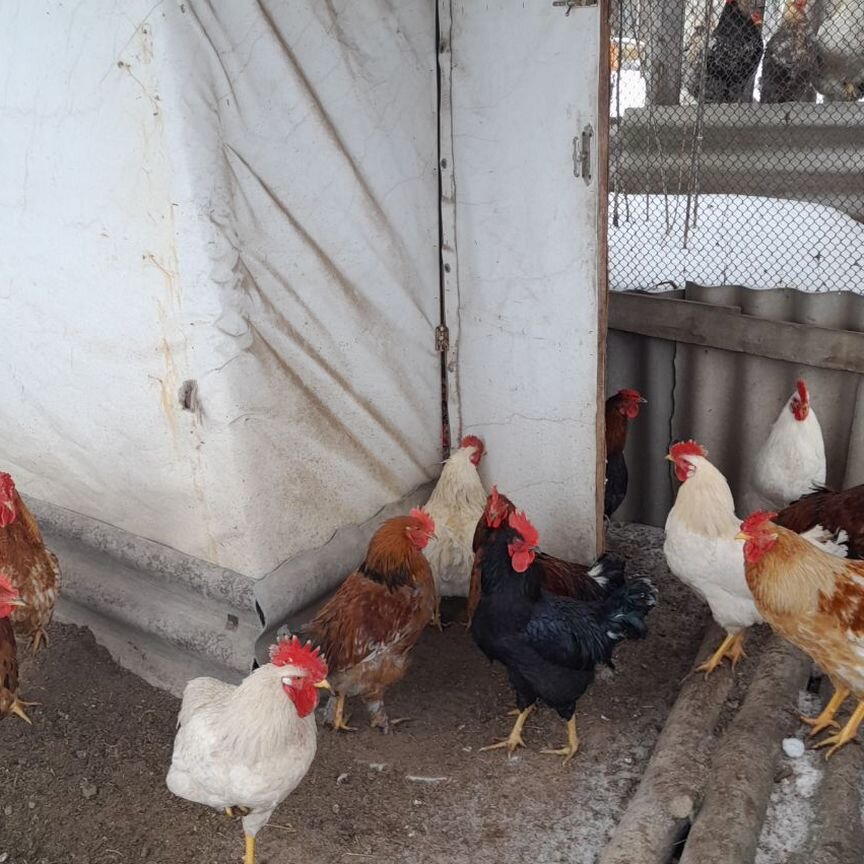 Молодые петухи