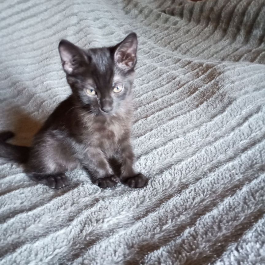 Котята в добрые руки бесплатно