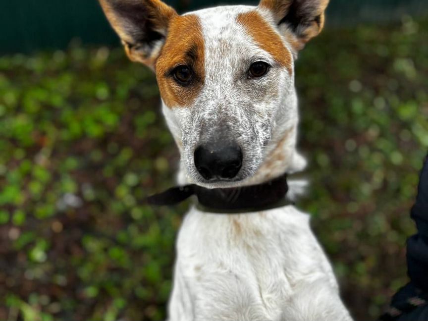 Кевин. Собака в добрые руки