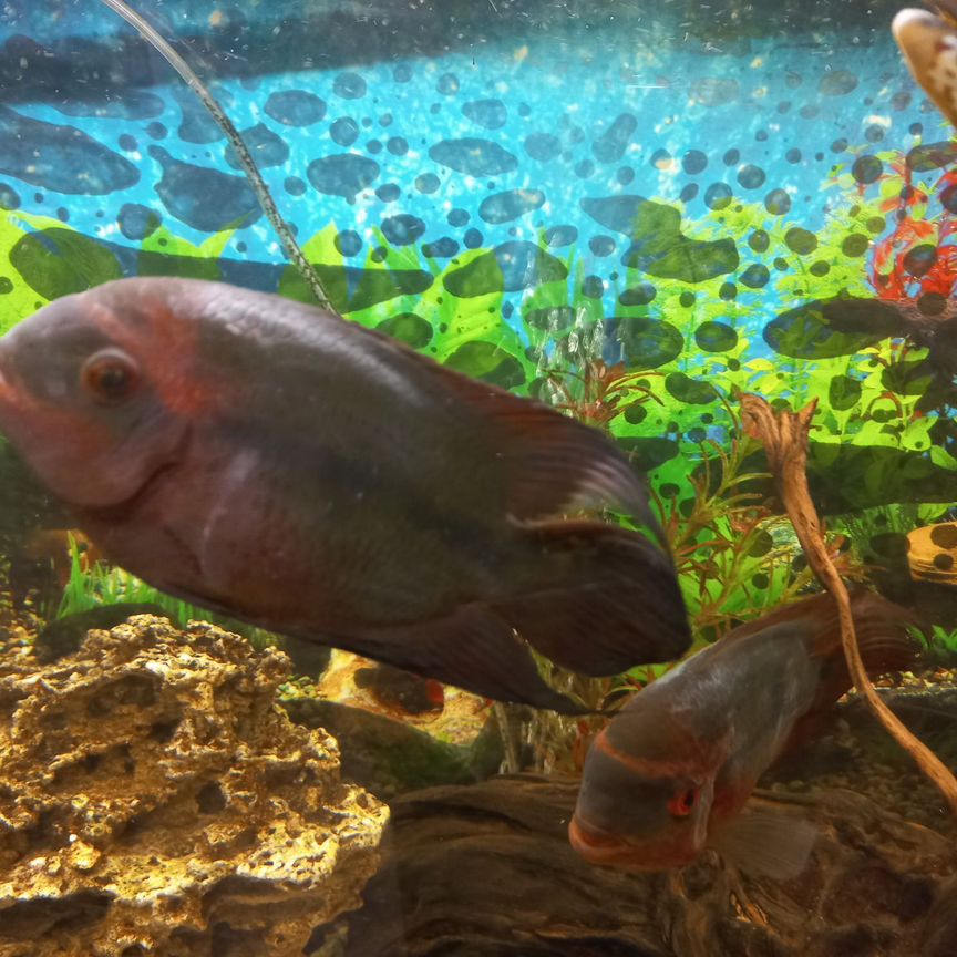 Цихлазома винная бражник