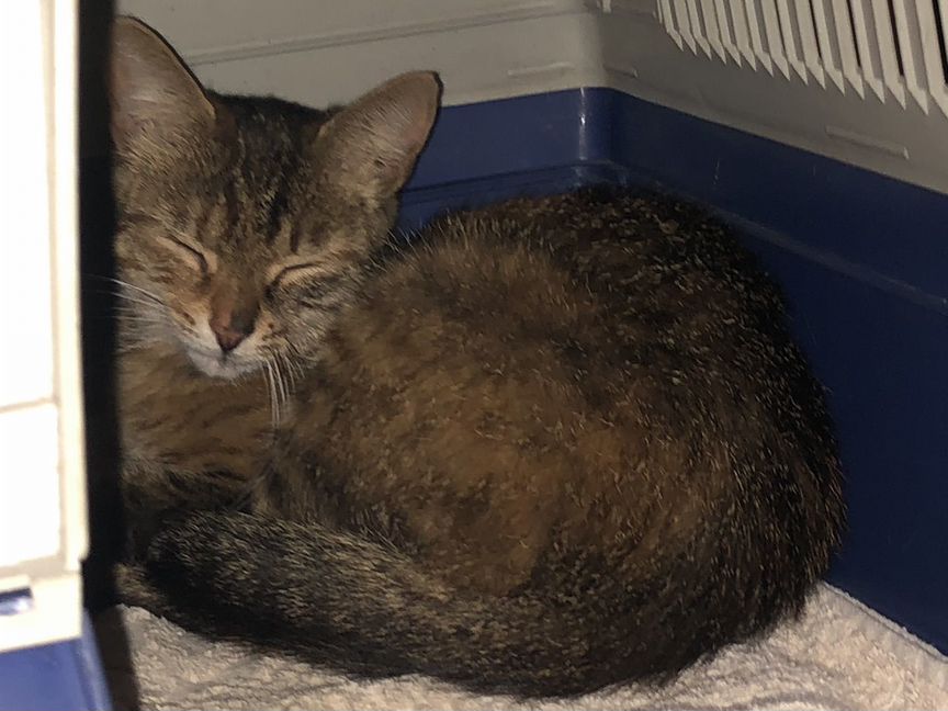 Котенок годик